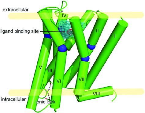 Schematic Figure Of The Generalised Gpcr Structure The Model Was Based