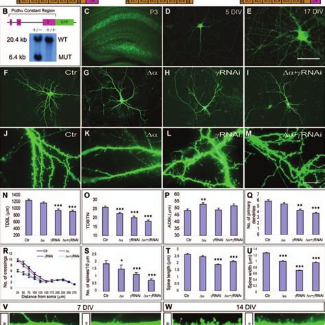 Pcdha And G Clusters Are Required For Dendritic Development And Spine