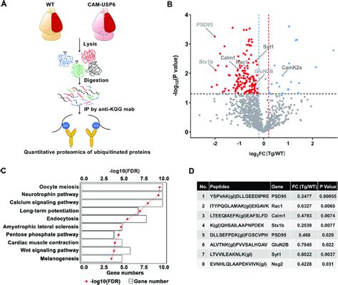 Quantitative Proteomic Profiling Of Usp6 Regulated Proteins And