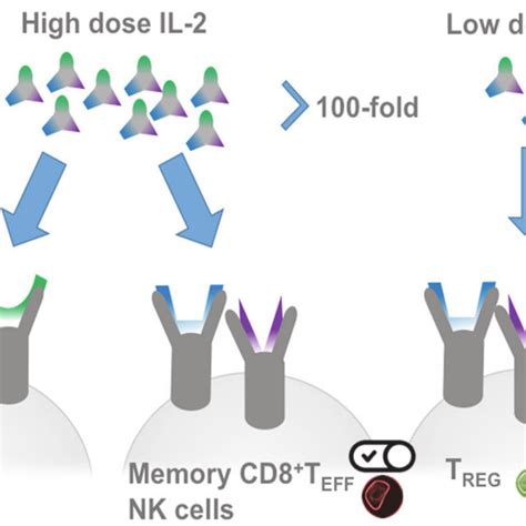 Il 2 Dose Dependent Receptor Response In Steady State Low To