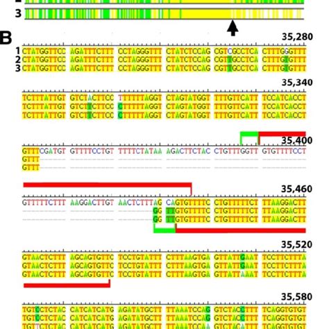 Breakpoints For The Most Recent Abp Gene Duplication From [89