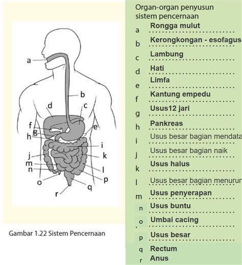 Detail Perhatikan Gambar Sistem Pencernaan Di Bawah Ini Koleksi Nomer 17