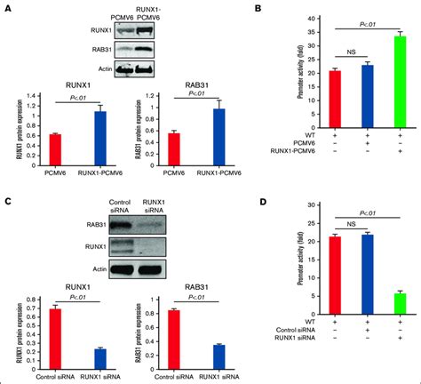 Effect Of Runx1 Overexpression And Runx1 Depletion By Sirna On Rab31