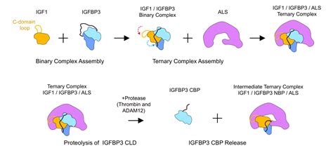 Uncovering The Secret Of Insulin Growth Factor Ternary Complex