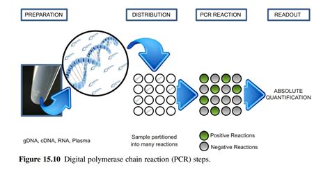 Types Of Pcr Conventional Real Time Reverse Transcriptase Digital