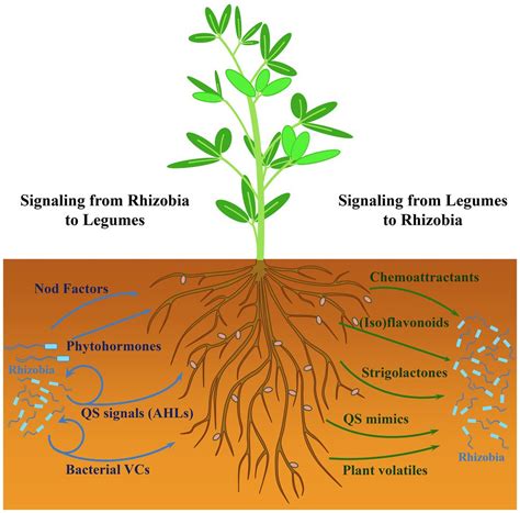 Frontiers Rhizobial Volatiles Potential New Players In The Complex