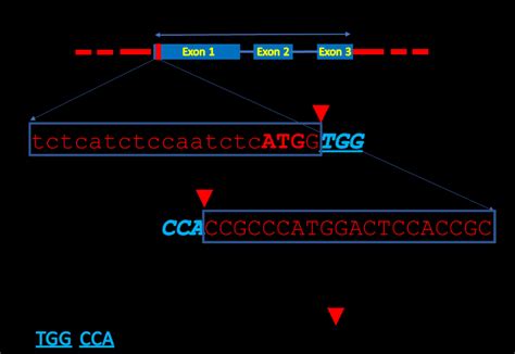 Schematic Diagram Of Crispr Cas9 Sgrna Ga20ox2 Target Sites In Pc1300