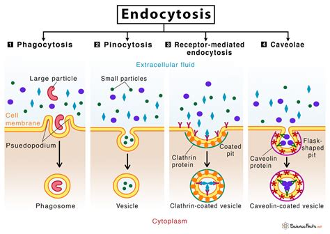 Endocytosis Definition Types And Examples With Diagram