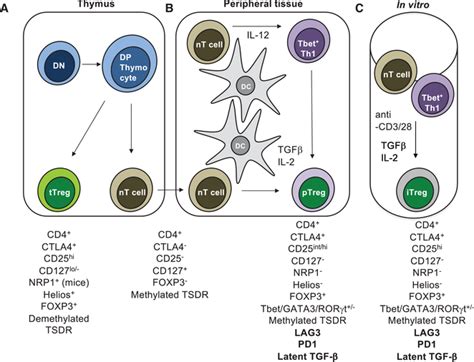 Of Treg Subsets Regulatory T Cells Are Generated In The Thymus And Are