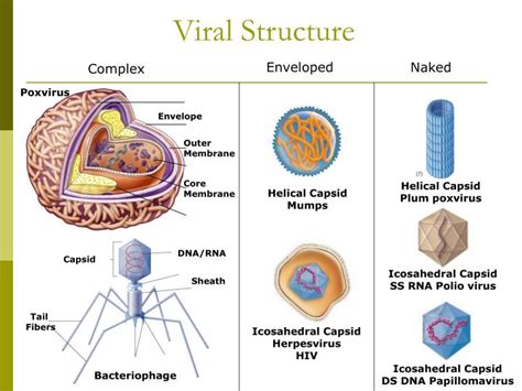 Ppt Microbiology Powerpoint Presentation Id 2937594