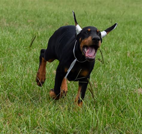Bravos Devils Advocate Indah Lux Dobermans