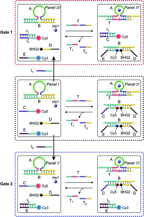 Dnazyme And Light Induced Dissipative And Gated Dna Networks