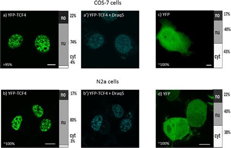 Subcellular Distribution Of Full Length Tcf4 Subcellular Localization