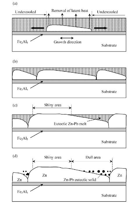 Schematic Representation Of Solidification Sequence During Galvanising