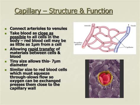 Ppt Open Circulation Powerpoint Presentation Id 2687137