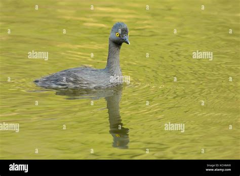 Observation Des Oiseaux Colombie Banque Dimage Et Photos Alamy