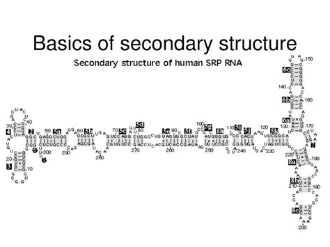 Ppt Rna Powerpoint Presentation Free Download Id 4018733