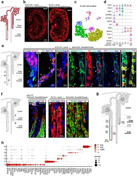 single cell profiling reveals sex lineage and regional