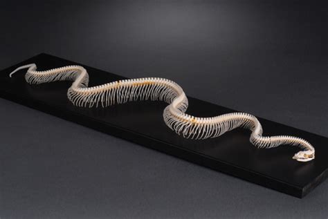 bristol university 2009 centenary royal python skeleton