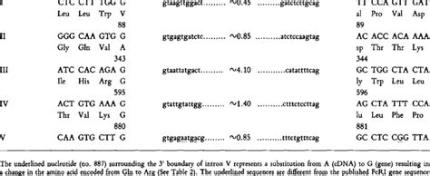 Human Fcri Gene Exon Intron Boundaries Intron 5 ~ Boundary Intron