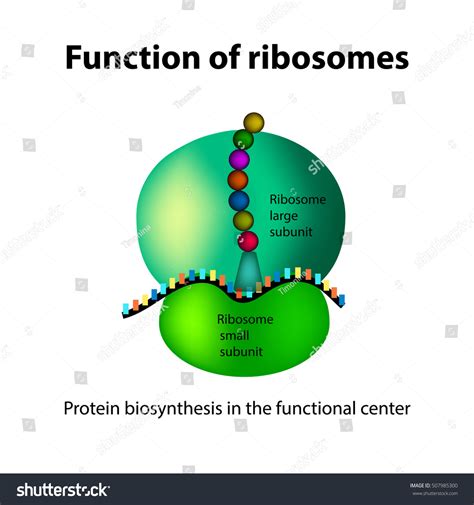 The Structure Of The Ribosome Functions Infographics Vector