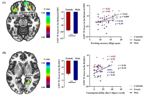 Relationships Between Behavioral Performance And Gmv W Scores In