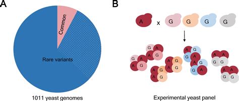 Genetic Variation Searching For Solutions To The Missing Heritability