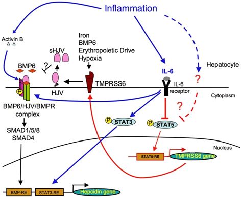 We Propose That In Addition To Being Stimulated By Several Signals That