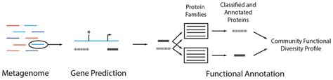 Frontiers An Introduction To The Analysis Of Shotgun Metagenomic Data