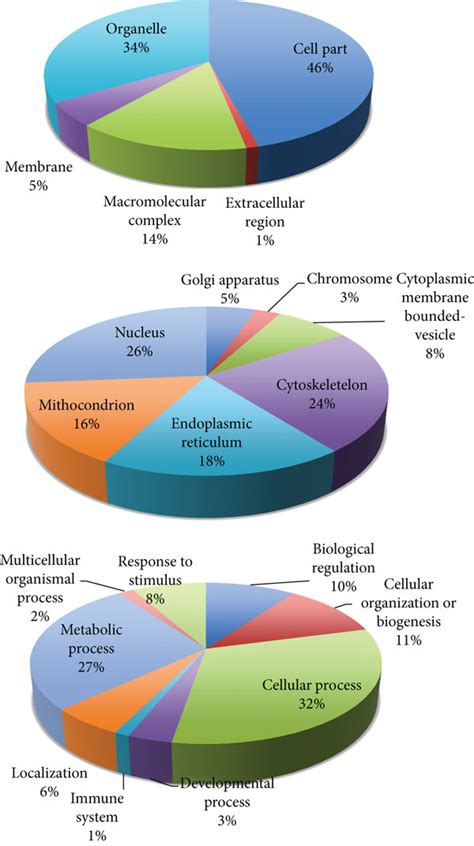 The Classification Of Upregulated Proteins In Cellular Component A