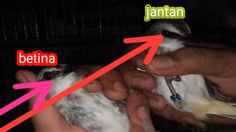 Tips Cara Membedakan Burung Trucuk Jantan Dan Betina Yang Udah Dewasa