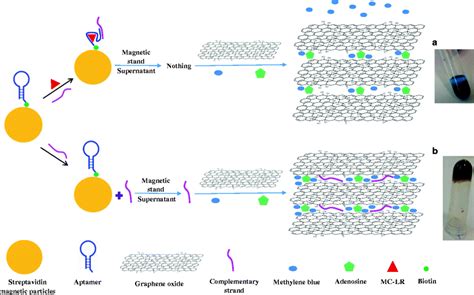 Schematic Illustration Of Mc Lr Recognition Based On A Colorimetric