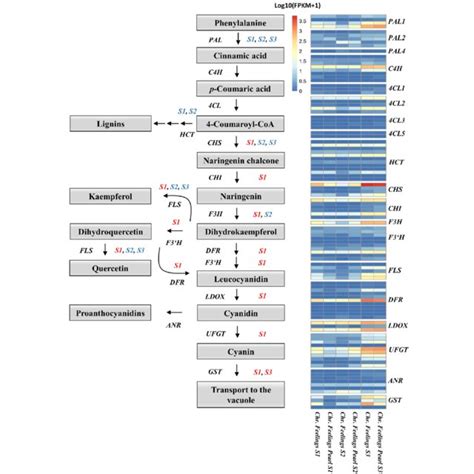 Summary Of Illumina And Pacbio Sequencing Download Scientific Diagram