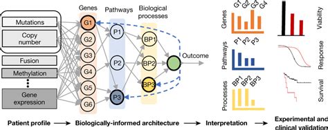 Interpretable Biologically Informed Deep Learning P Net Is A Neural