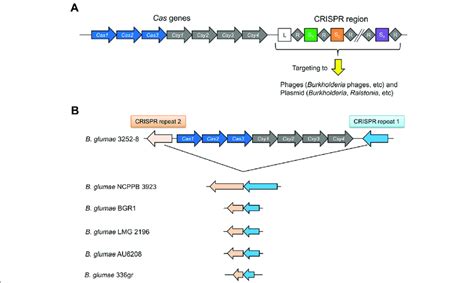 Diagram Of The Clustered Regularly Interspaced Short Palindromic