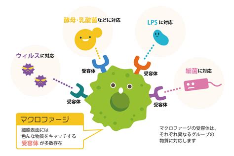 免疫細胞「マクロファージ」の働き方とは？活性化された時の嬉しい効果もご紹介！ やさしいlps