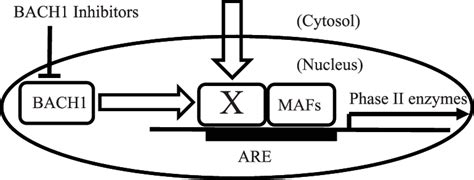 Two Types Of Ppi Inhibitors Can Activate Nrf2 Nrf2 Keap1 Ppi