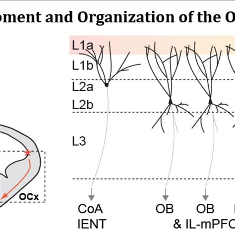 Comparison Of Developing Neocortex And Piriform Cortex A Main
