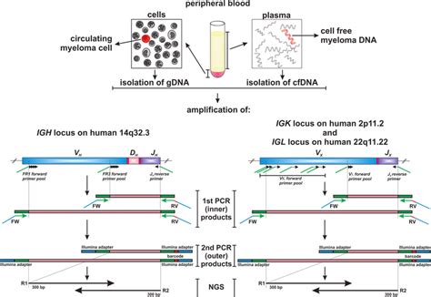 Scheme Of V D J Dna Amplification And Next Generation Sequencing From