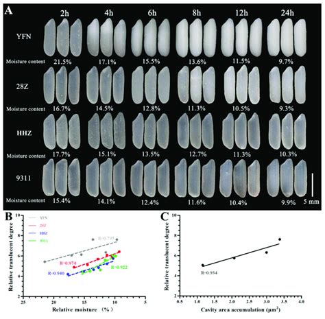 Appearance Of Rice Grains With Gradient Drying And Correlation Analysis