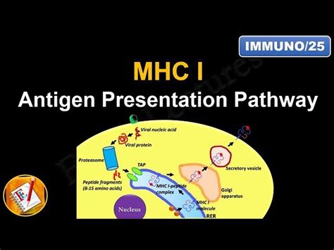 Antigen Presentation