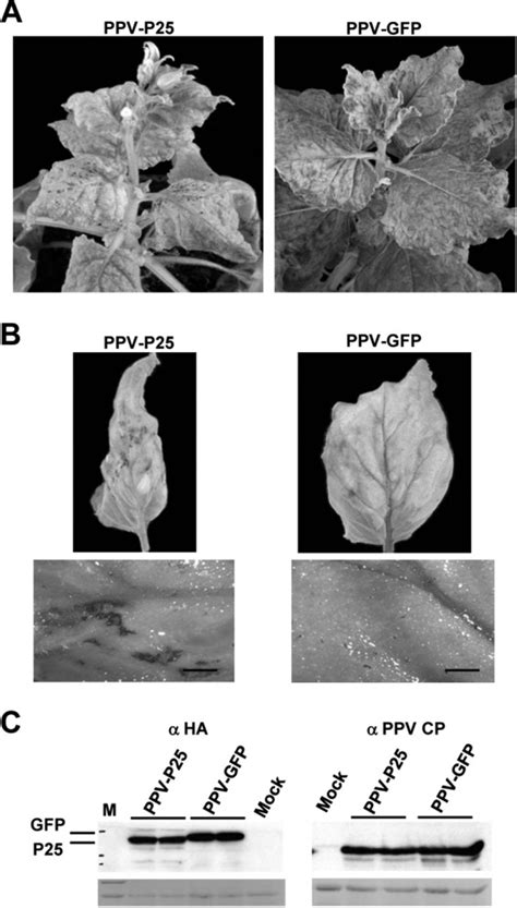 The P25 Protein Of Potato Virus X Pvx Is The Main Pathogenicity