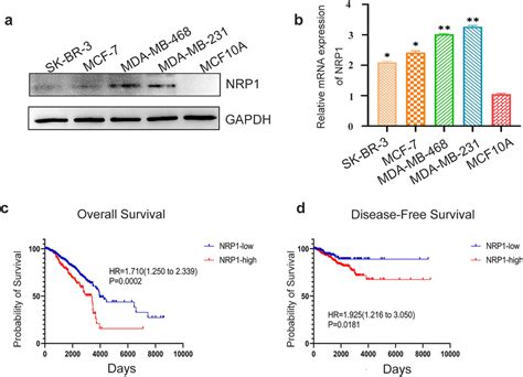 Expression Of Nrp1 Is Up Regulated In Bc Tissues And Cells A B The