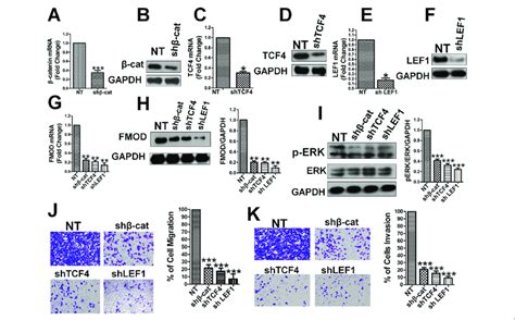 β Catenin Tcf4 And Lef1 Are Essential For Fmod Expression Erk