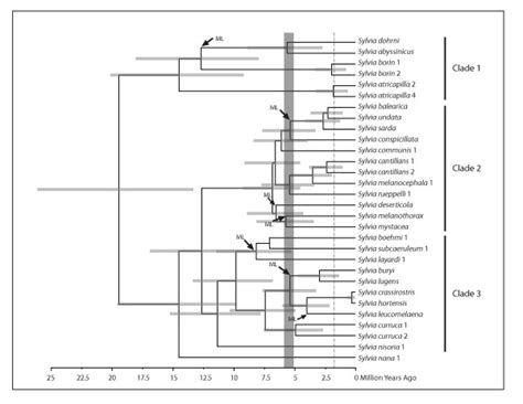 Molecular Clock Estimates Of Lineage Divergence Times In Sylvia Based