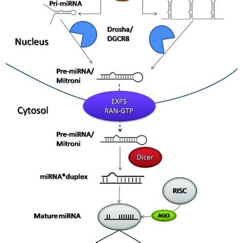Graphical Representation Of Mirna Biogenesis And How They Inhibit Mrna