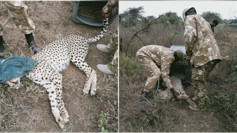 Tharaka Nithi 2 Dead 19 Hospitalised After Consuming Wild Honey