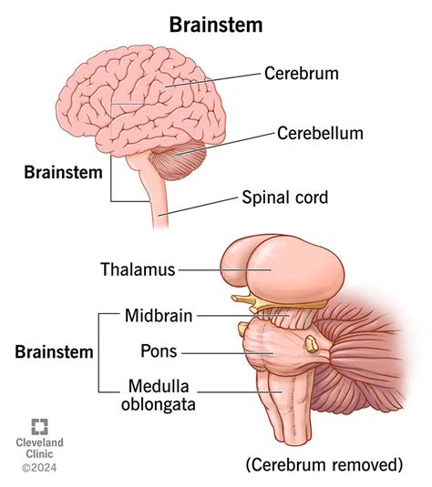 Midbrain Function