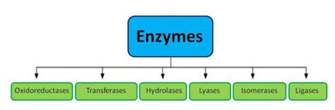 Enzymes Structure Classification And Function