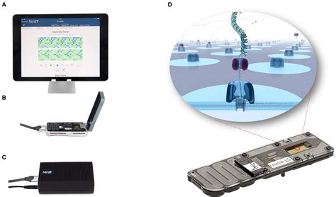Frontiers Nanopore Sequencing Technology And Its Application In Plant